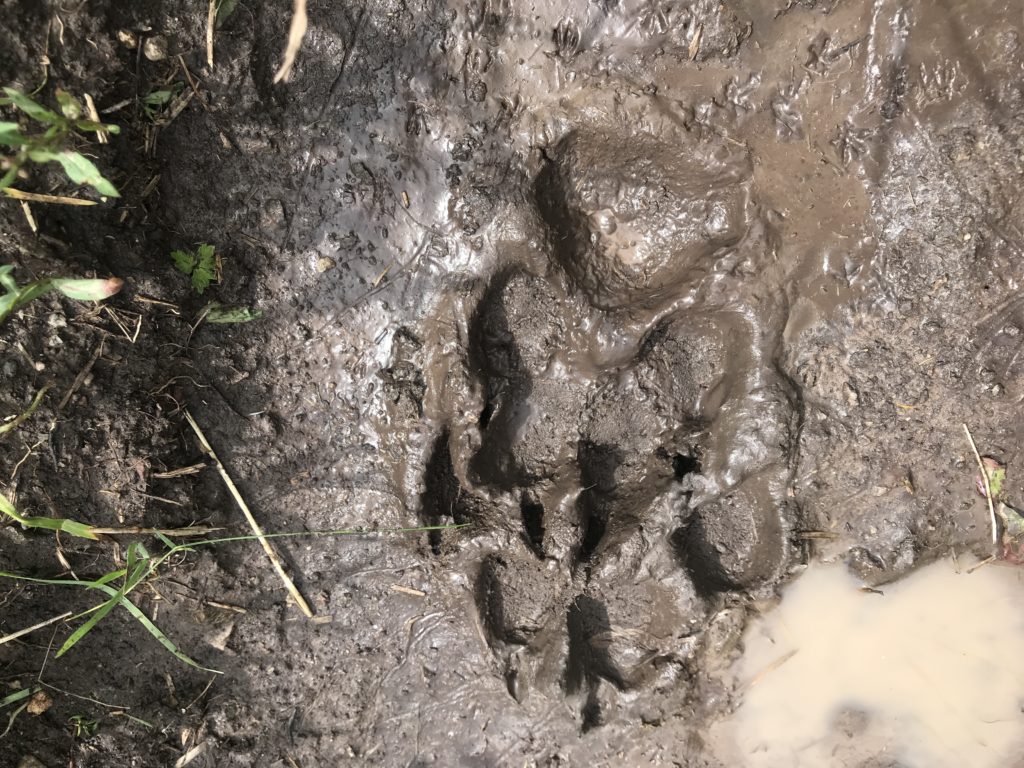 Yellowstone 2019 Day 2 ⋆ Brian Galler